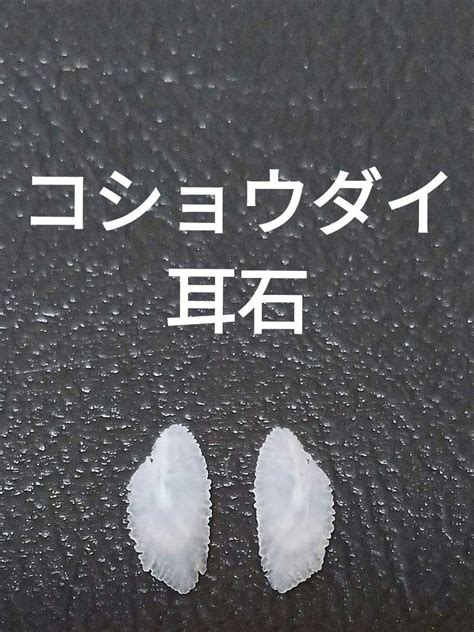 コショウダイ 耳石 開運受験お守りパワーストーン天然石宝石恋愛d45 メルカリ