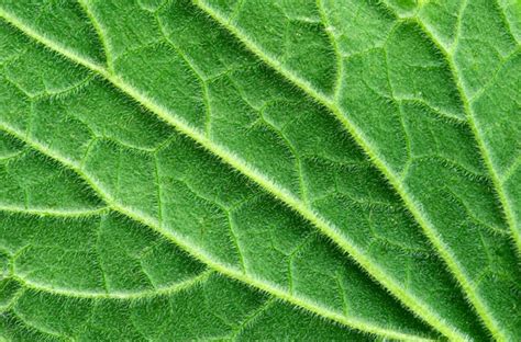 Premium Photo Leaf Texture