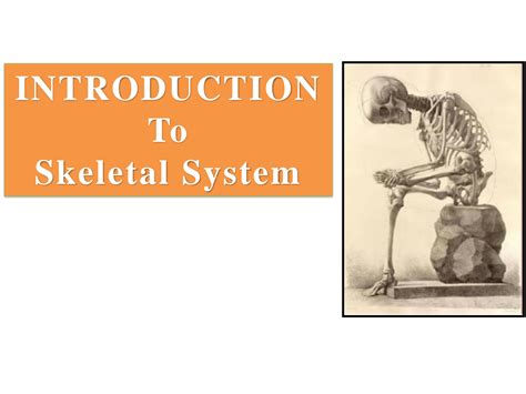 SOLUTION Introduction To Skeletal System Studypool