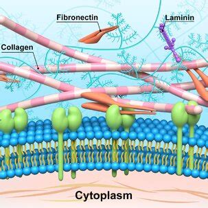 The Major Components Of Natural ECM And Typical Biochemical Cues To Download Scientific Diagram