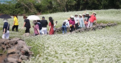 제주는 지금 메밀꽃 세상
