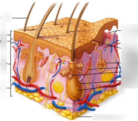 E1 Integument Diagram Diagram Quizlet