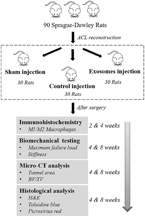 Figure 2 From Infrapatellar Fat Pad Mesenchymal Stromal Cellderived