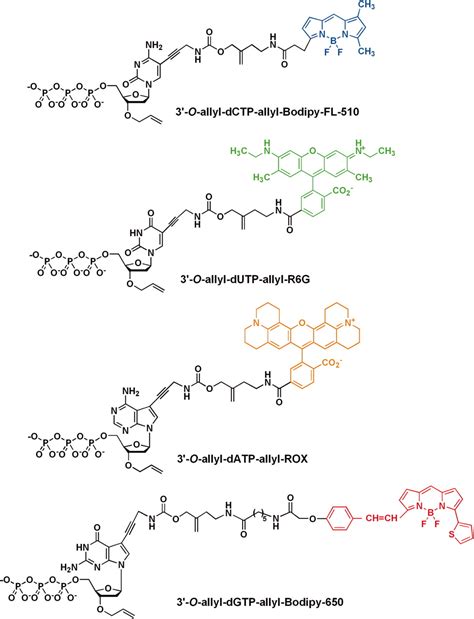 Four Color Dna Sequencing By Synthesis Using Cleavable Fluorescent Nucleotide Reversible