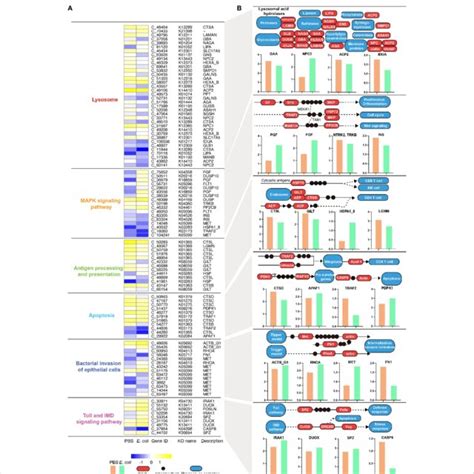 K Means Clustering Analysis Of Degs Obtained From The Four Time Frame Download Scientific