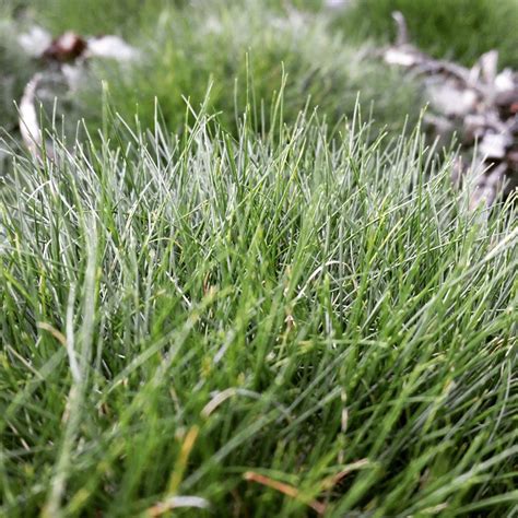 What Grass Does Grow In Clumps How To Get Rid Of This