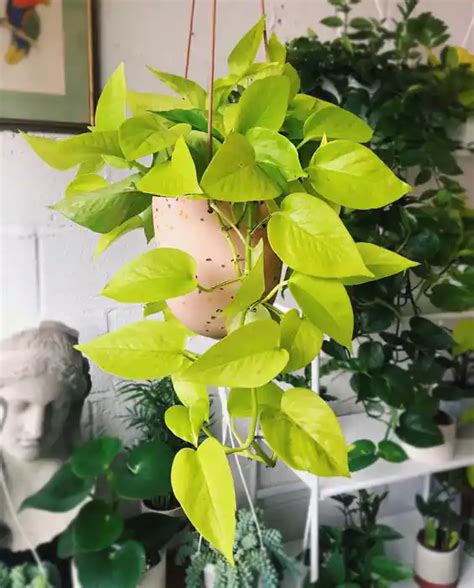 현관에 두면 복을 불러온다는 풍수 식물 7가지 Botanical House