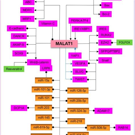 Malat1 Related Signaling Pathways In Crc Malat1 By Targeting Multiple Download Scientific