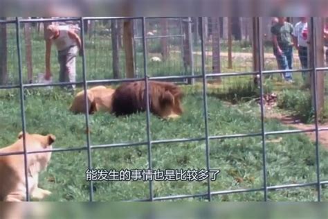 雄狮一巴掌拍翻儿子下一秒就被母狮尽收眼底雄狮完犊子了