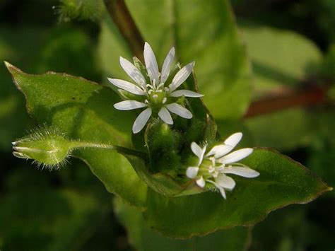 ウシハコベナデシコ科草の花図鑑 気ままに自然観察