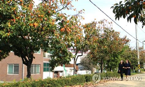 주황빛 감 익어가는 충북 영동 연합뉴스