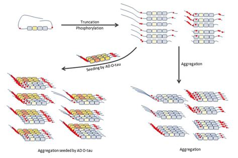 Proposed Tau Truncation And Its Pathological Activities Deletion Of