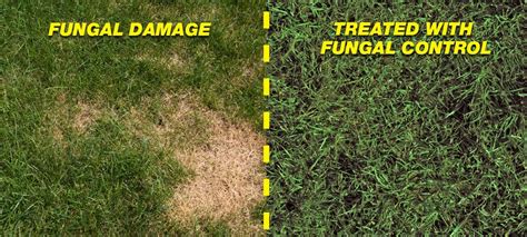 Black Lawn Fungus Identification Pictures 5 Step Treatment