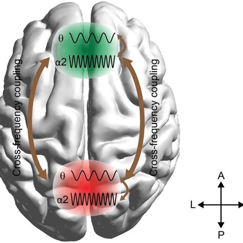 Schematic Illustrations Of Working Memory Wm Manipulation Of The Download Scientific Diagram