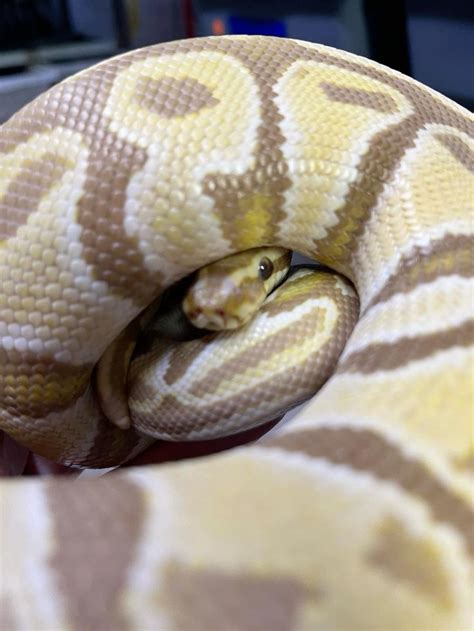 Ball Python Tattoo Ideas