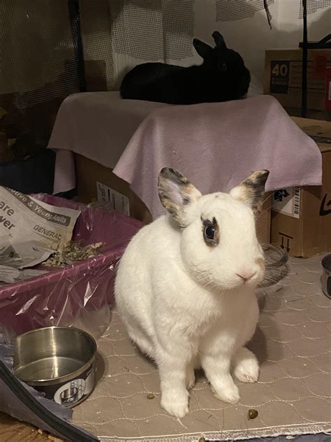 Nika Onika And Luna 🥰 Happy International Rabbit Day Rrabbits