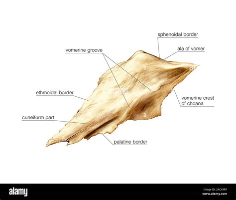 Vomer Bone Anatomy Vomer Lacrimal And Nasal Bones Artwork Stock