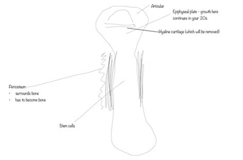 Ossification And Joints Histology Pracrical Flashcards Quizlet