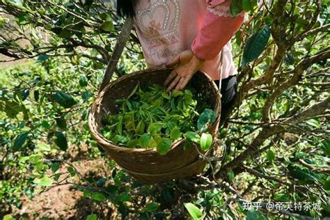 帝芙特说茶：炒制茶叶，简化步骤最重要 知乎