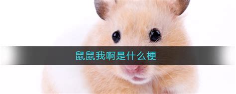 鼠鼠我啊是什么新梗鼠鼠我啊真的生气了梗出处和含义 纯净之家