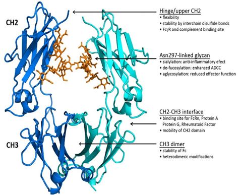 The Structural Features Of The Human Igg1 Fc And How They Impact
