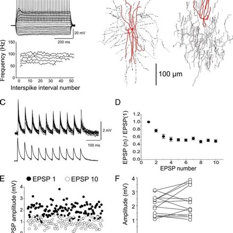 Basic Properties Of Fast Spiking Fs Neurons And Excitatory Synaptic Download Scientific