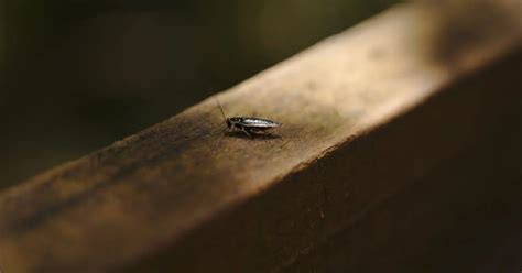 Man Tries To Kill Cockroach With Insecticide Ends Up Causing Explosion At Home