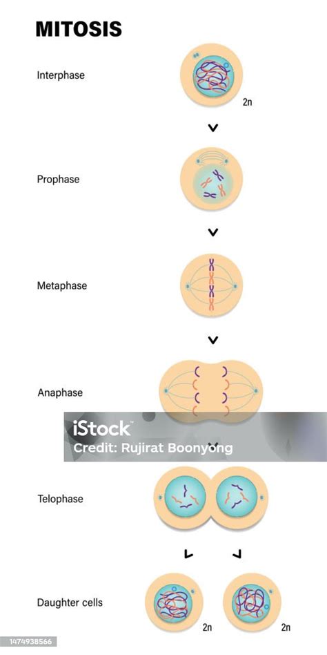 Stages Of Mitosis Prophase Metaphase Anaphase And Telophase Stock Illustration Download Image