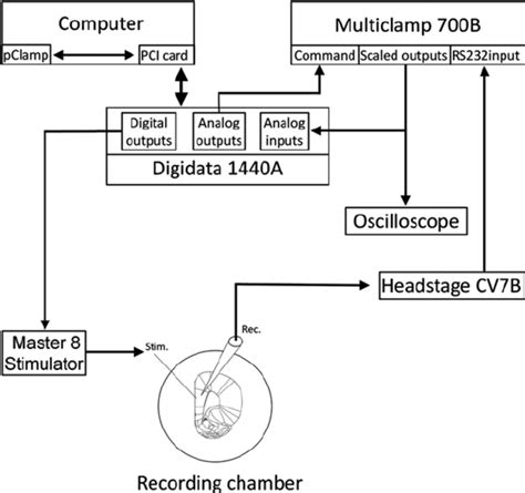 Schematic Drawing Of The Recording Whole Cell Patch Clamp Recording Download Scientific Diagram