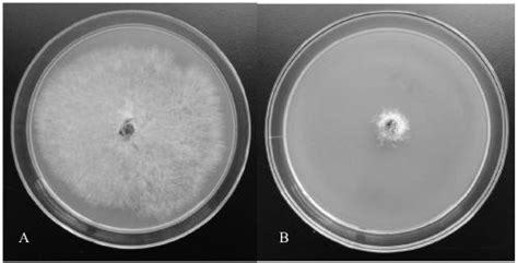 Biocontrol Antagonistic Actinomycete For Root Disease Of Rubber Tree And Application Thereof