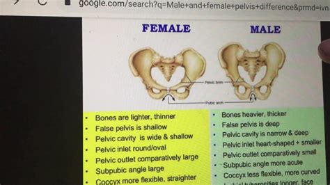 Male And Female Pelvis Differences