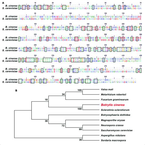 Sequence Alignment And Phylogenetic Analysis Of Bcatg6 A Protein Download Scientific