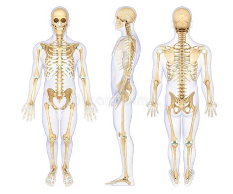 Ejemplo De La Anatomía De Un Esqueleto Humano Stock De Ilustración
