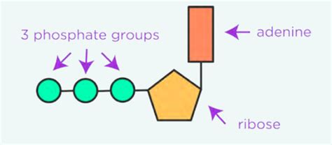 Topic ATP Aqa Spec Flashcards Quizlet