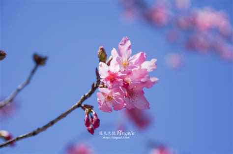 福壽山農場櫻花千櫻園粉紅花海浪漫推薦 遇見天使~angela