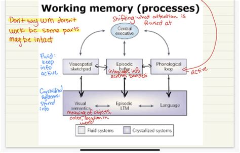Chapter Memory Systems Flashcards Quizlet