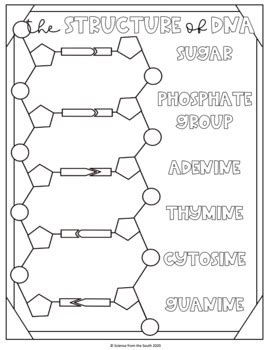DNA Structure Coloring To Use In Interactive Notebooks And More TpT