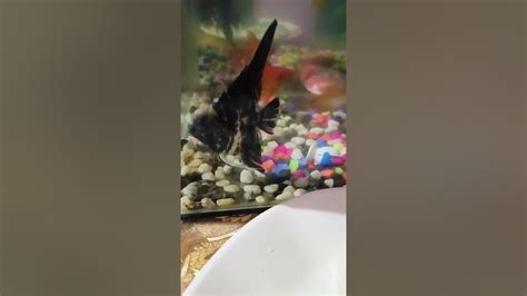 আমার শাশুড়ির হাতে গরম গরম ভাপা পিঠা Youtube