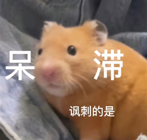 网络热词鼠鼠文学是什么梗 布丁导航网