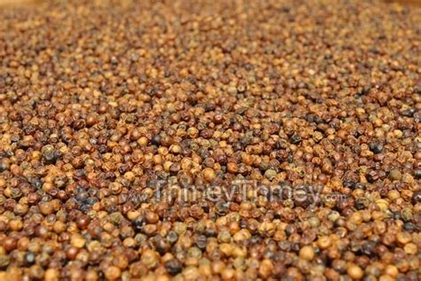 ម្រេច កំពត មាន រសជាតិ និង ក្លិន ឈ្ងុយ ប្លែក