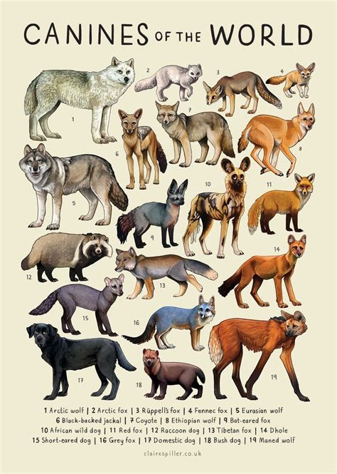 All The 23 Different Types Of Foxes Classification Pics Artofit