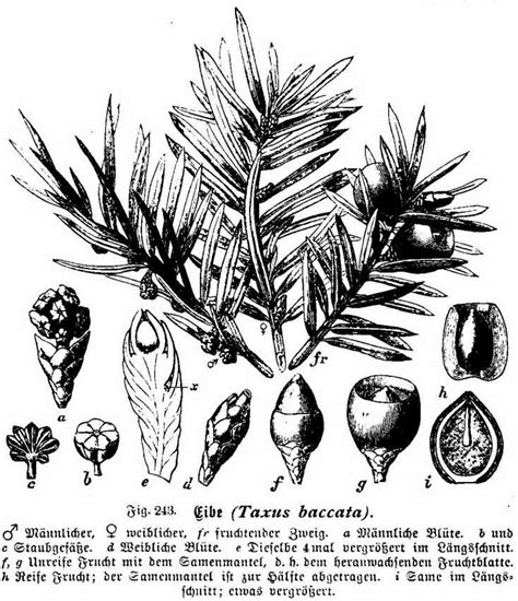 Illustrations Of Taxaceae