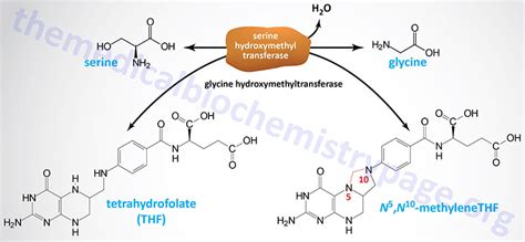 Amino Acid Biosynthesis Overview And Insights The Medical