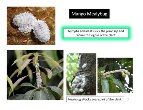 Mango Insect Pests And Their Management