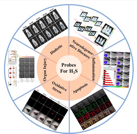 Figure 1 From H2s Based Fluorescent Imaging For Pathophysiological Processes Semantic Scholar