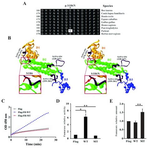 Analysis Of Fh Mutation A Evolutionary Conservation Of Amino Acid Download Scientific