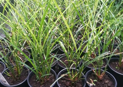 Декоративни треви Архиви Разсадник декоративни иглолистни растения Горанови