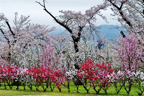 桜と花桃 GANREF