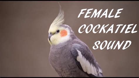 Make Your Cockatiel Singing Youtube