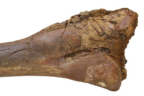 35 3 Fossil Hadrosaur Edmontosaurus Tibia Bone Wyoming 304608 For Sale